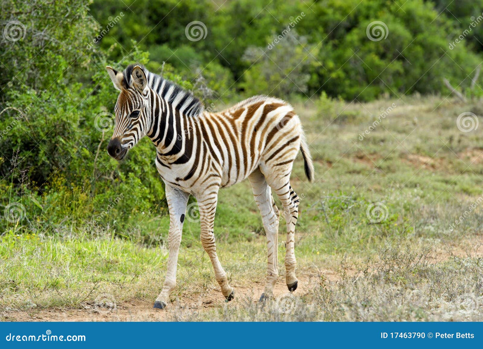 Baby Zebra stock photo. Image of african, africa, wildlife - 17463790