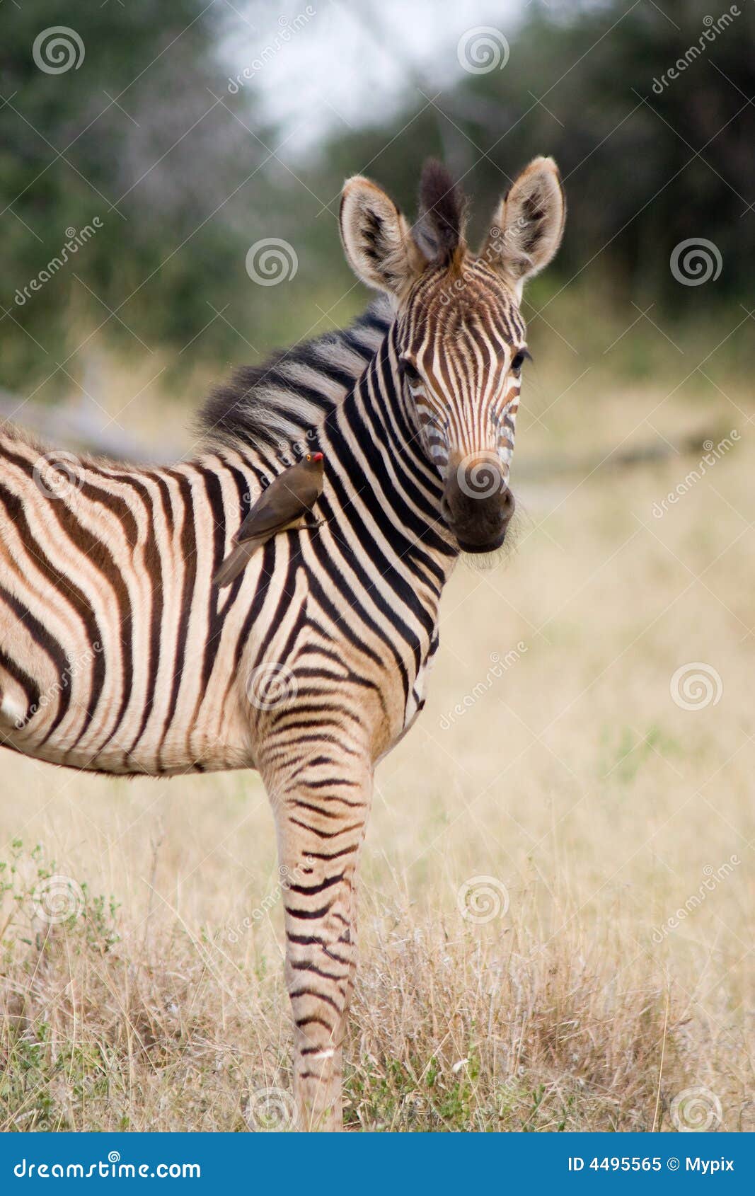 Baby Zebra stock image. Image of african, stripes, ecology - 4495565