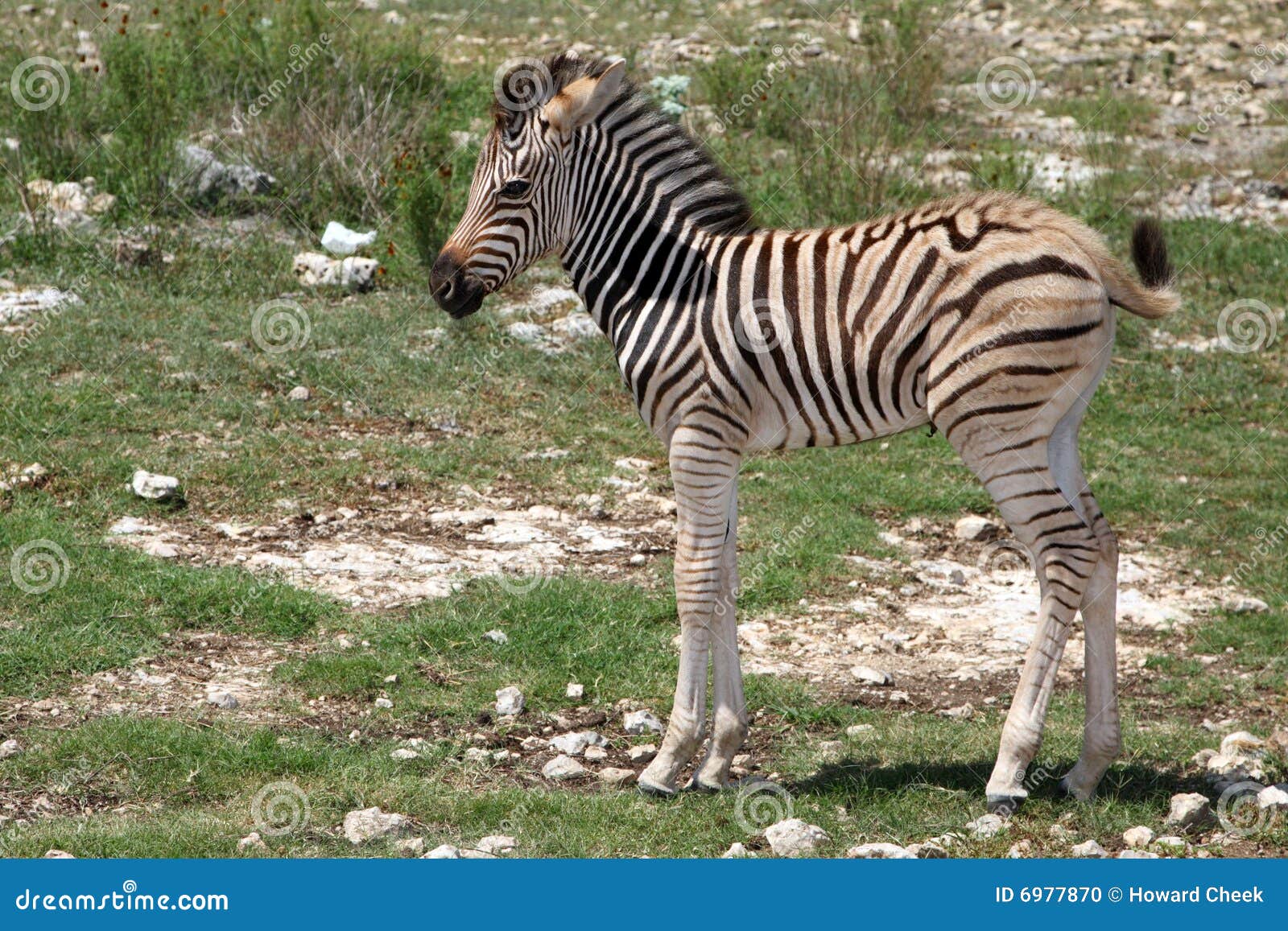 Baby Zebra stock photo. Image of wildlife, equidae, zebras - 6977870