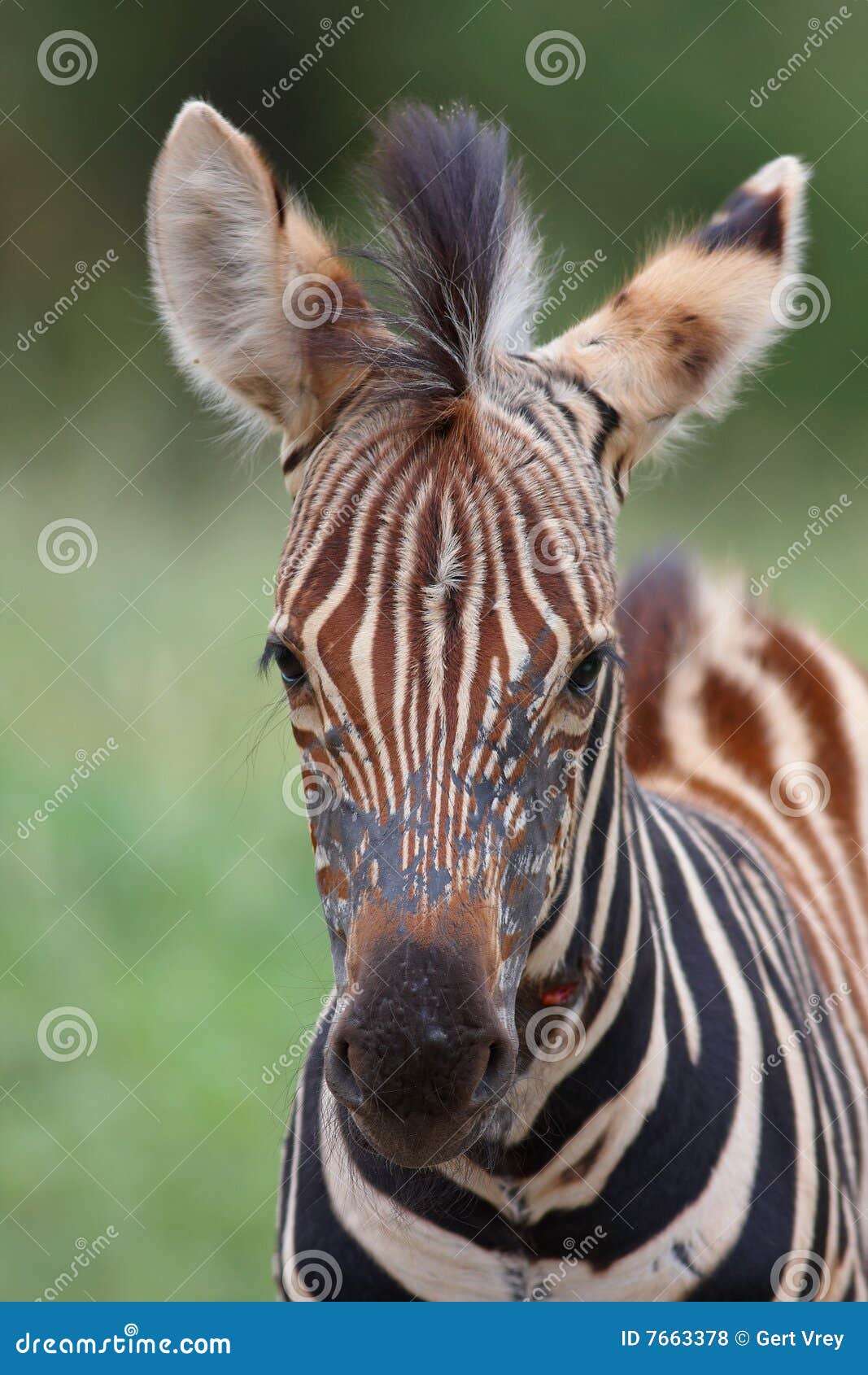 Baby Zebra In African Savanna Stock Photography | CartoonDealer.com ...