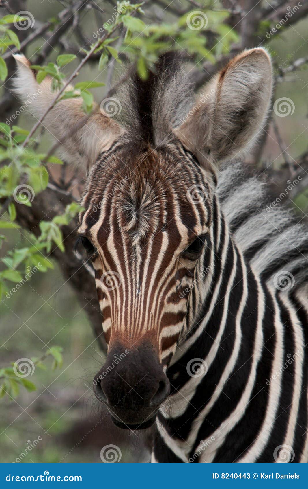 Baby Zebra stock image. Image of kruger, national, park - 8240443