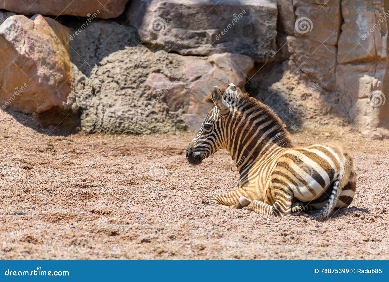 Baby Zebra in African Savanna Stock Image - Image of natural, reserve ...