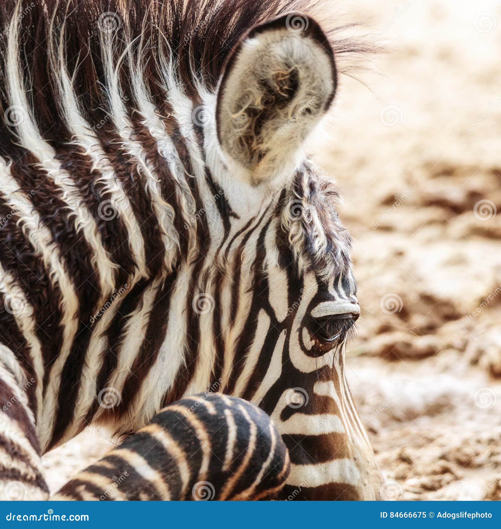 Baby Zebra Closeup Square stock image. Image of baby - 84666675