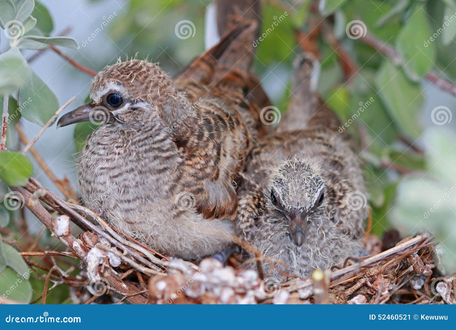 Baby Zebra Doves on a Neon Tree Stock Image - Image of beak, stripes ...