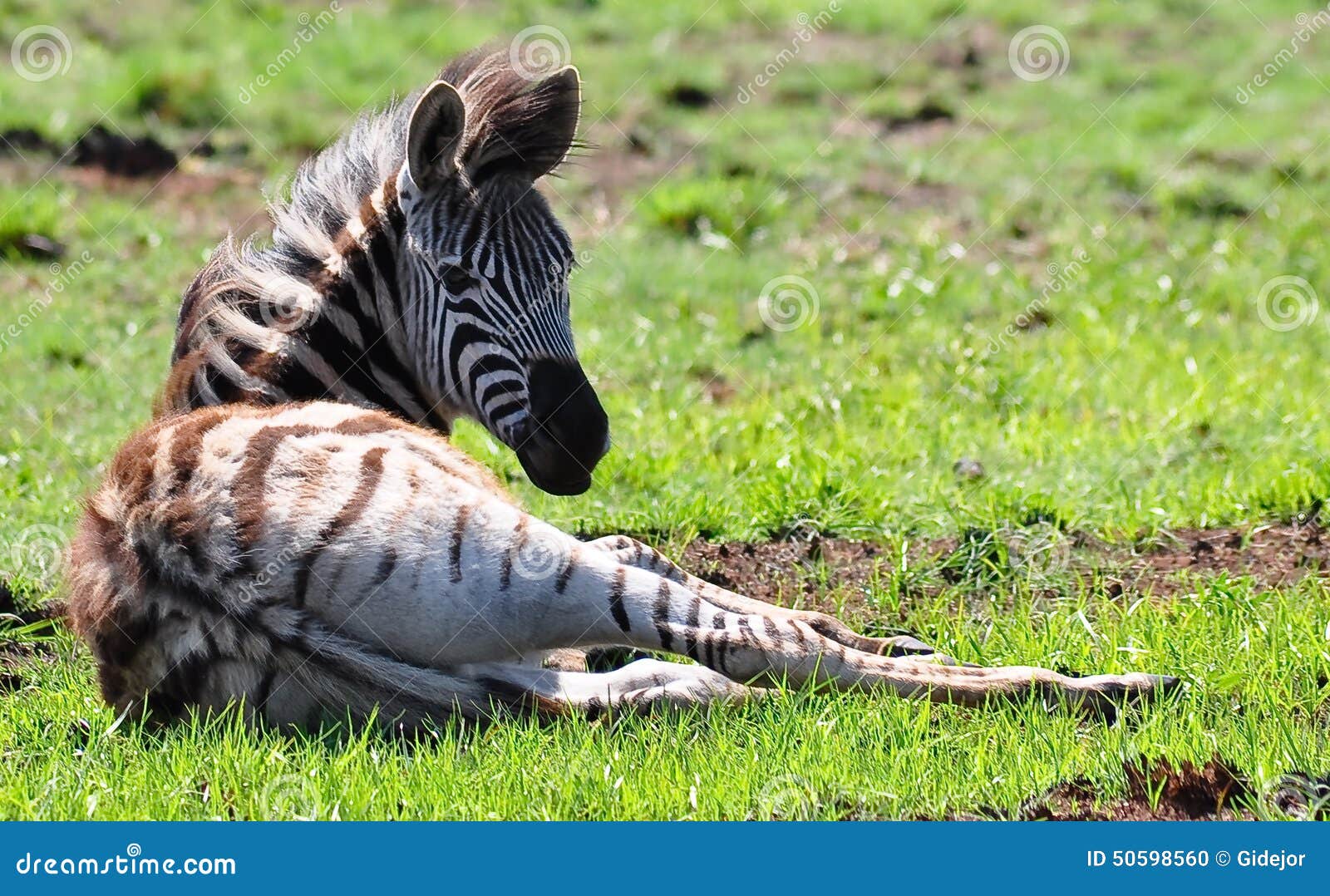 Baby Zebra Foal Lying on Grass Stock Photo - Image of green, safari ...