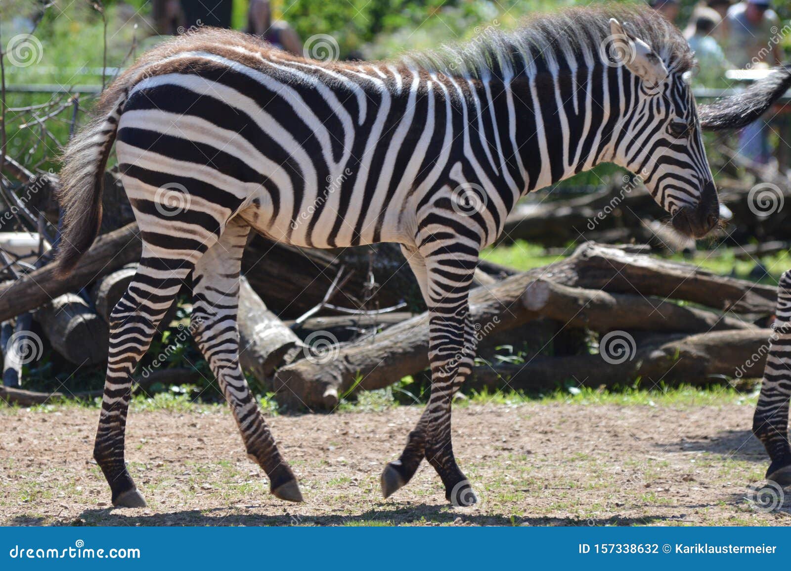 Baby Zebra Going for a Walk Stock Photo - Image of wildlife, adventure ...