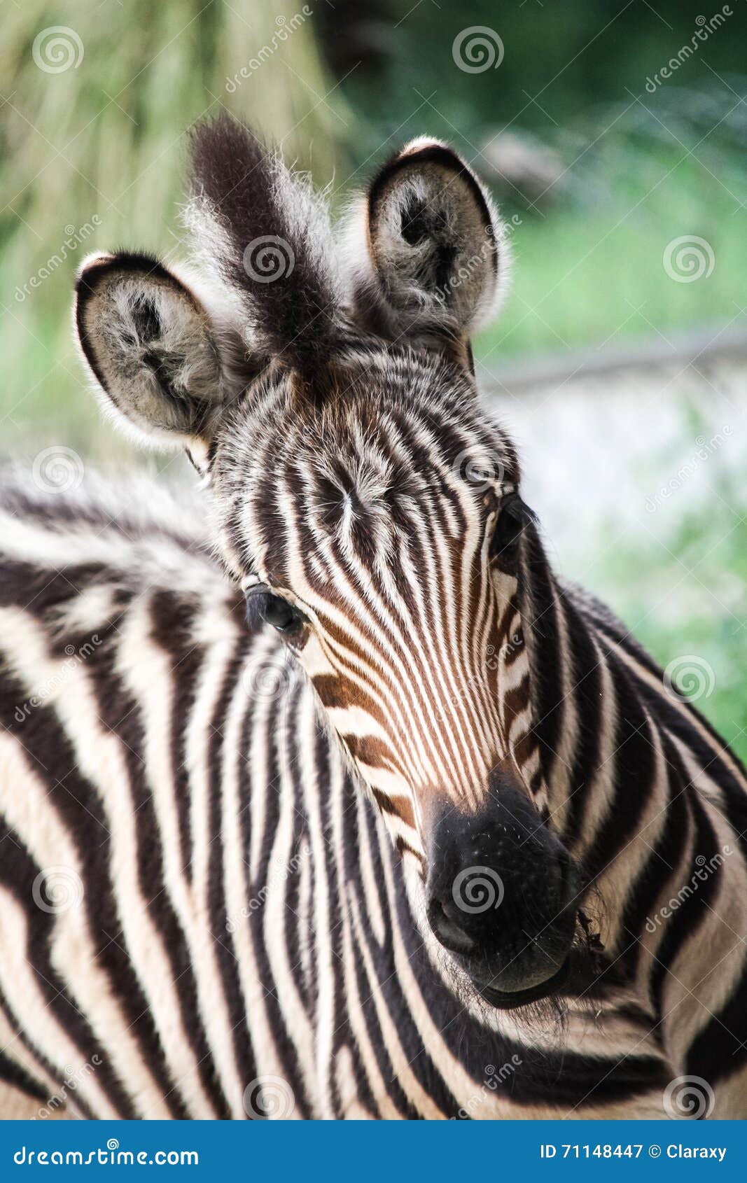 Zebra Front View