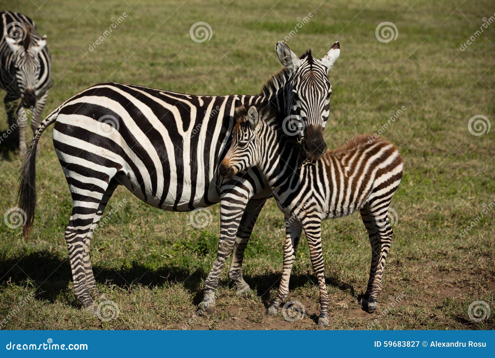 Baby zebra and her mother stock image. Image of africa - 59683827