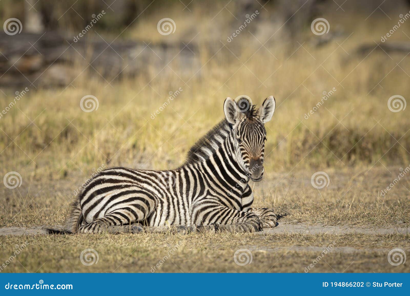 Baby Zebra Lying Down in Full Sun in Moremi in Botswana Stock Photo ...