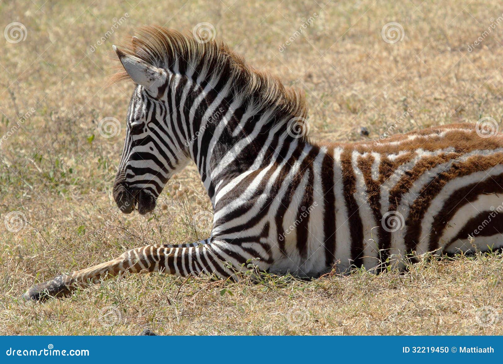 Baby zebra lying stock photo. Image of reserve, savannah - 32219450