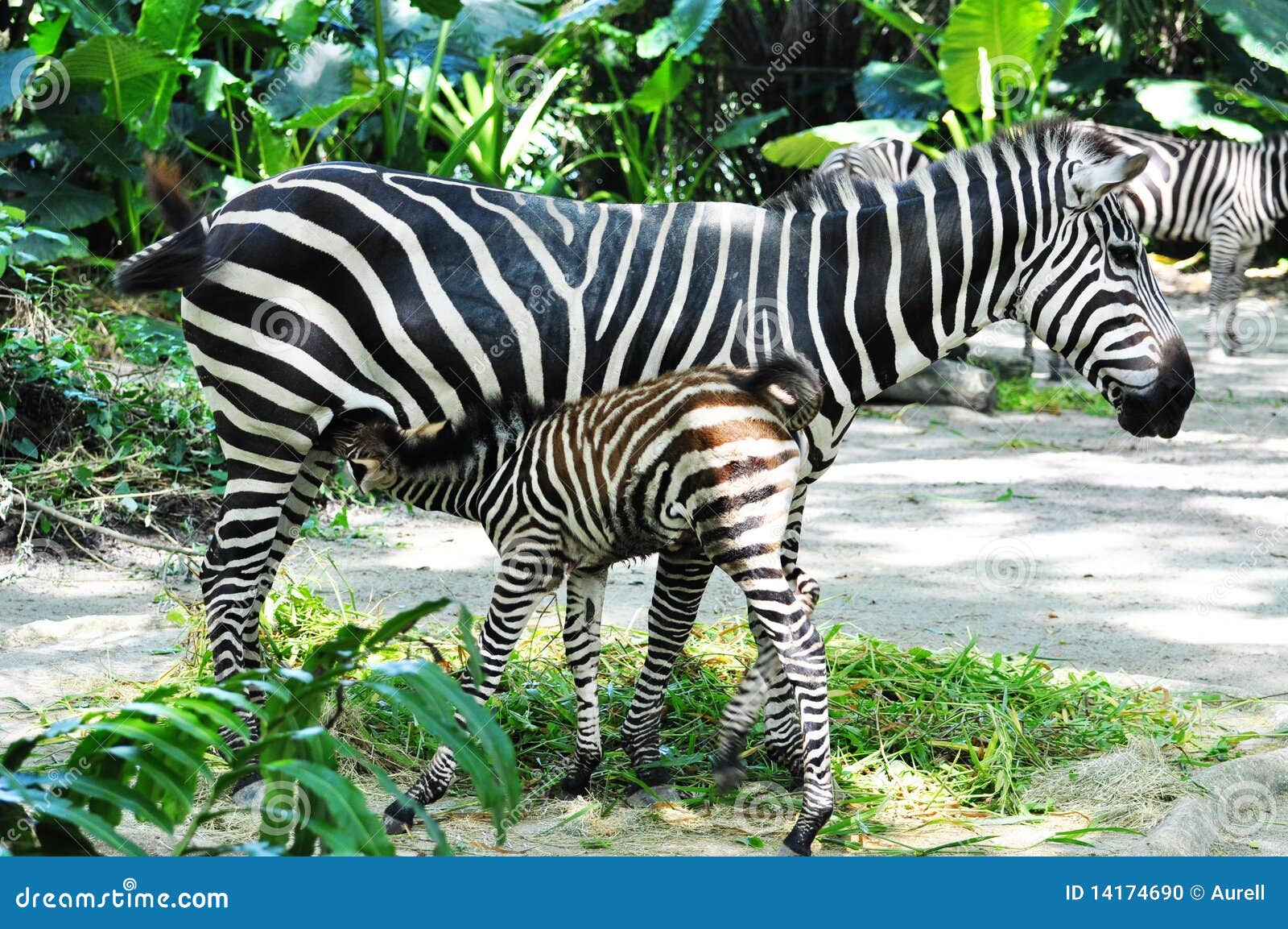 Baby zebra and mother stock photo. Image of tanzania - 14174690