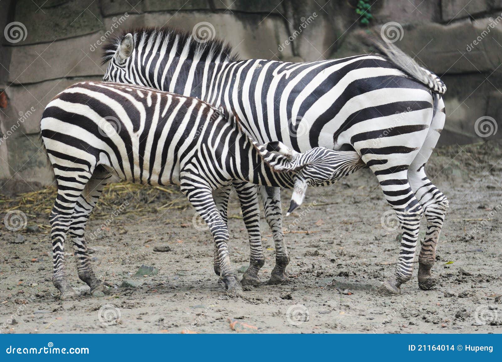 Baby Zebra and mother stock photo. Image of baby, equine - 21164014