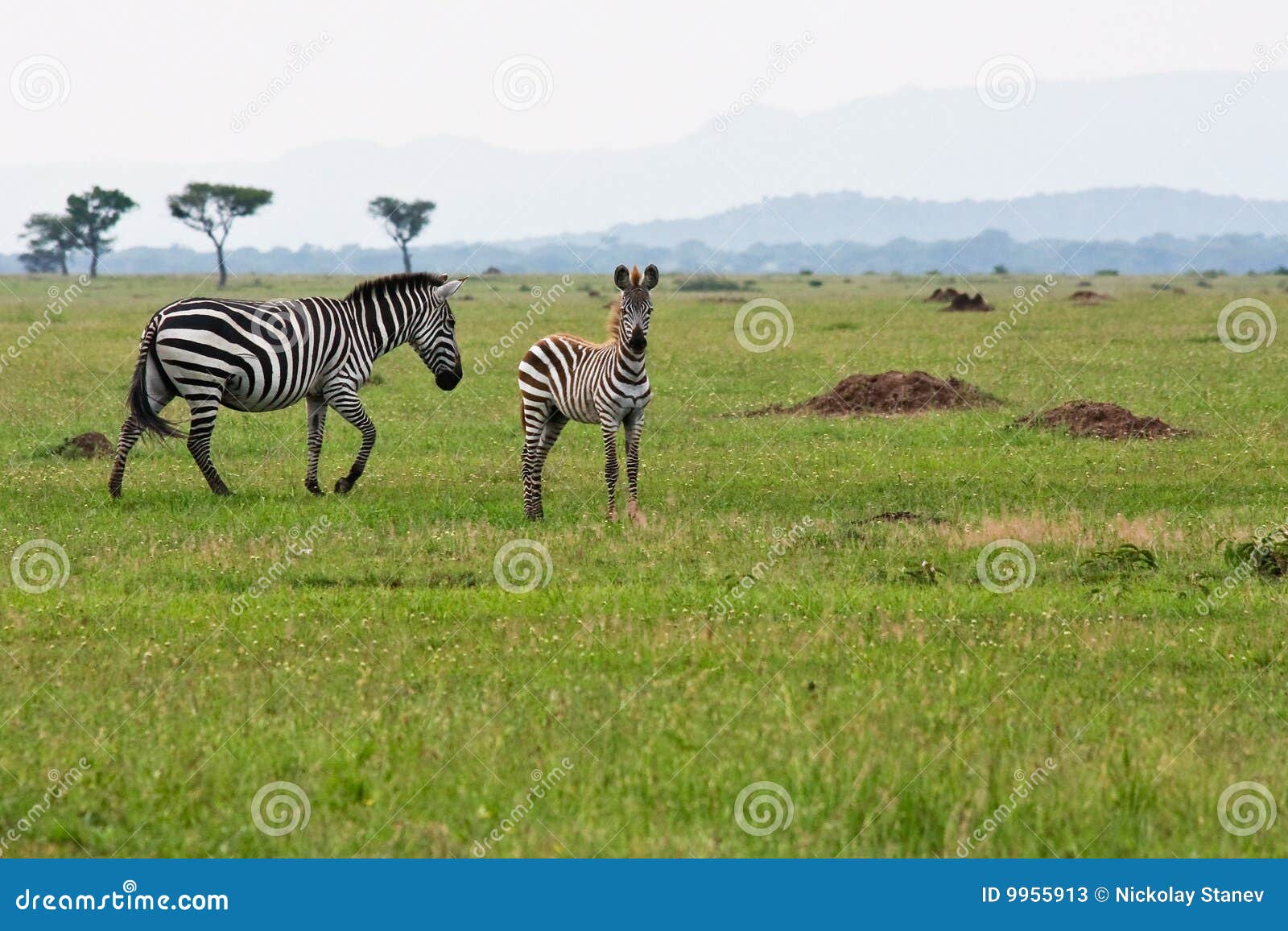 Baby Zebra with Mother stock image. Image of singita, stripe - 9955913