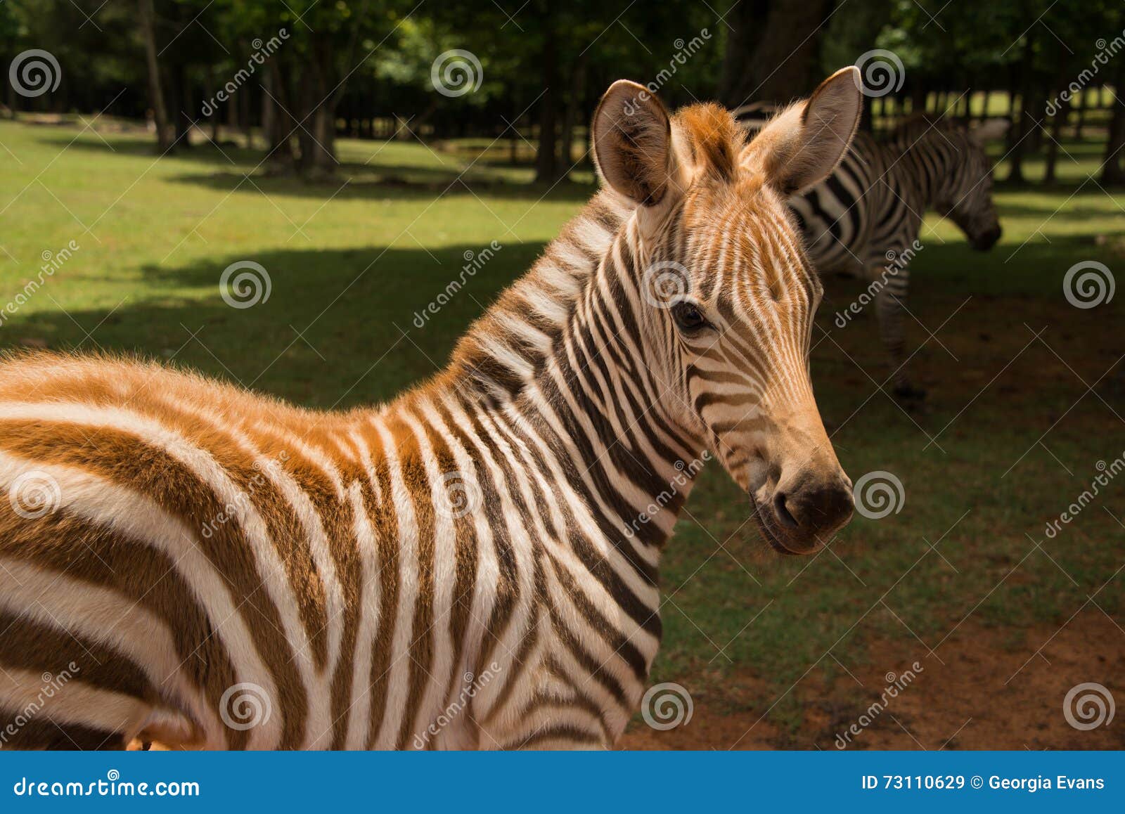Baby zebra with mother stock image. Image of stripes - 73110629