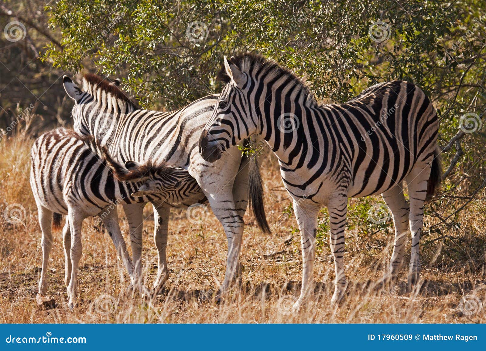 Baby Zebra Nursing stock image. Image of natural, reserve - 17960509