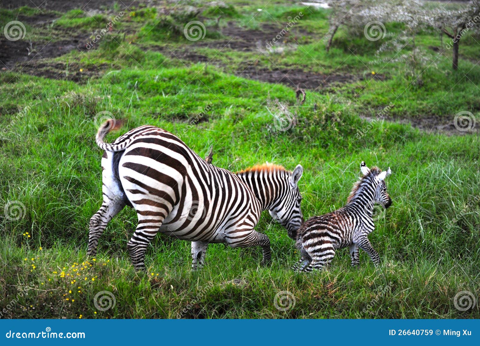 Baby zebra portrait stock image. Image of grevys, equidae - 26640759