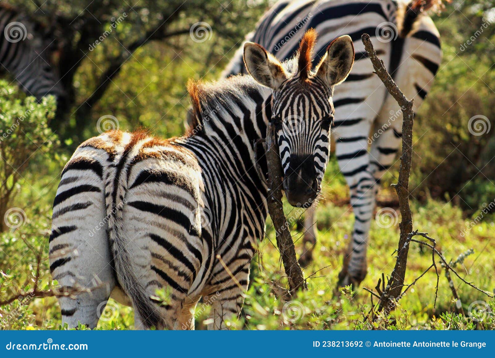 Baby zebra posing stock photo. Image of recreation, giraffe - 238213692