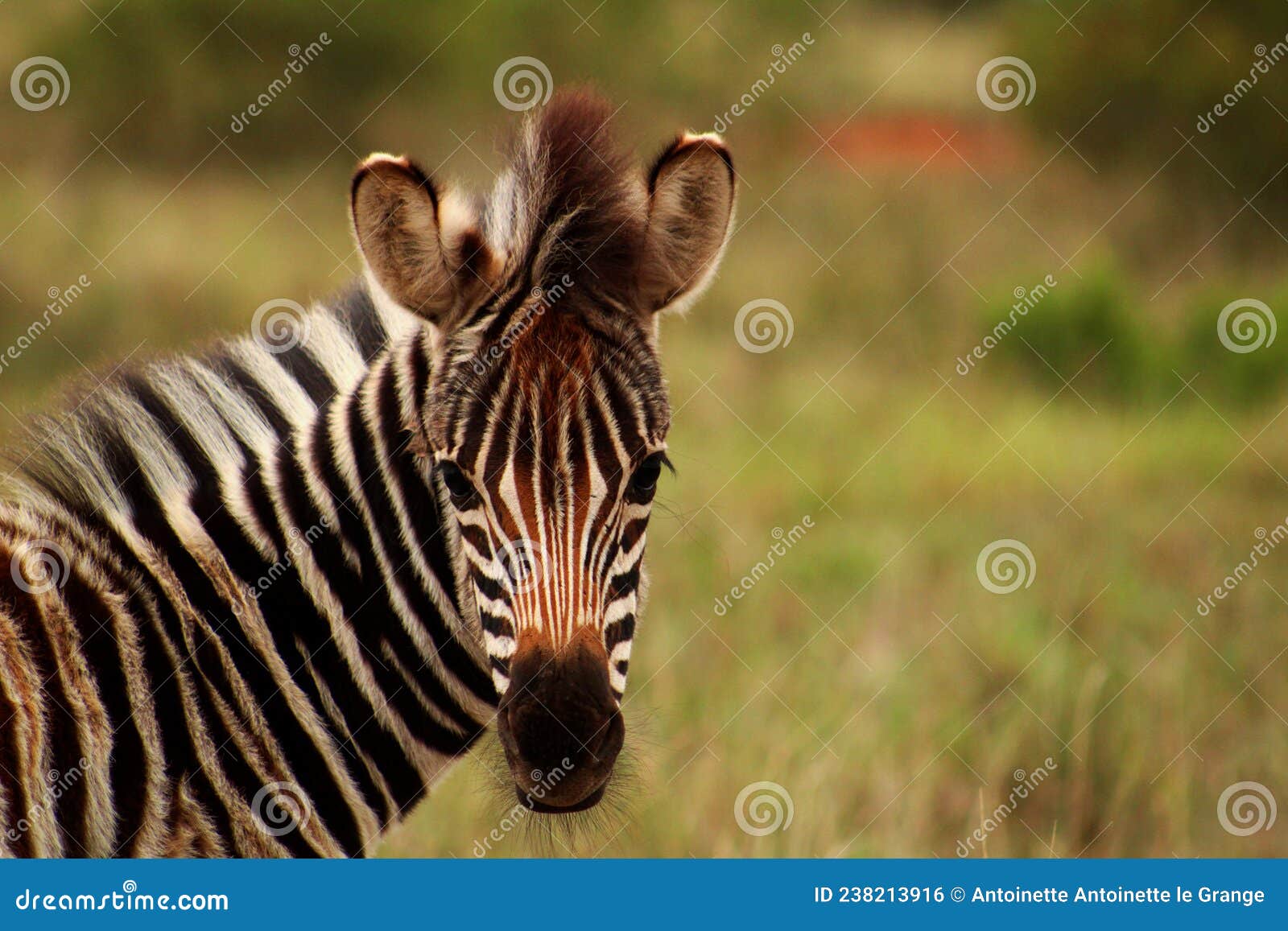 Baby zebra posing stock photo. Image of savanna, deer - 238213916