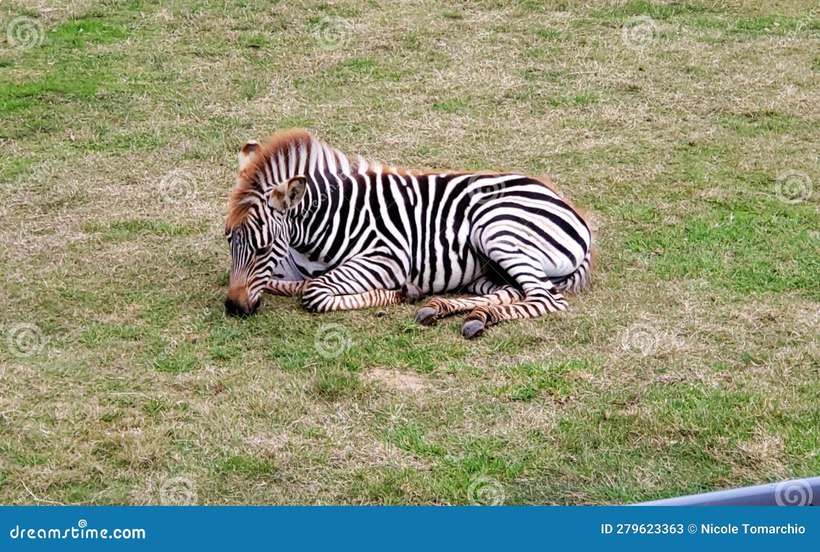 Baby Zebra Resting after Play Stock Image - Image of resting, foal ...