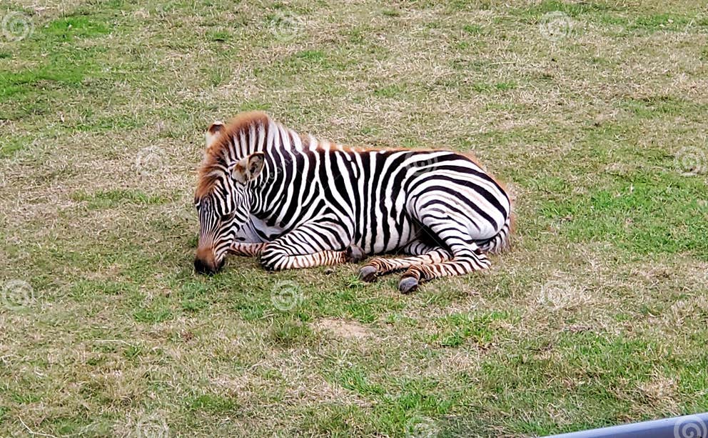 Baby Zebra Resting after Play Stock Image - Image of resting, foal ...