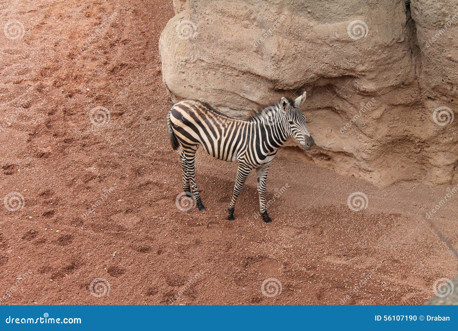 Baby zebra, sand and rocks stock photo. Image of nature - 56107190