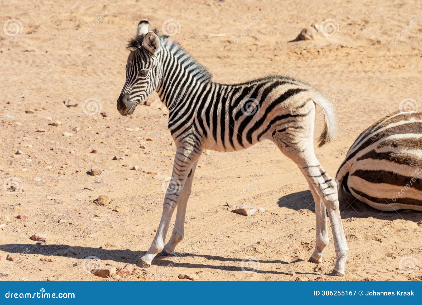 Baby zebra stretching stock image. Image of nature, africa - 306255167