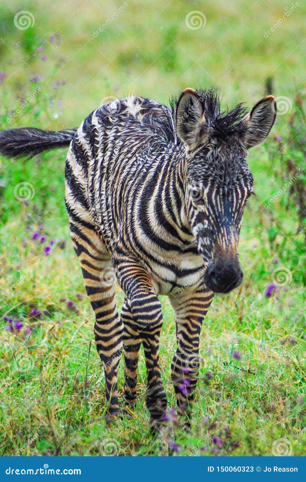 Zebra In The Rain Trough My Window Stock Photography | CartoonDealer ...