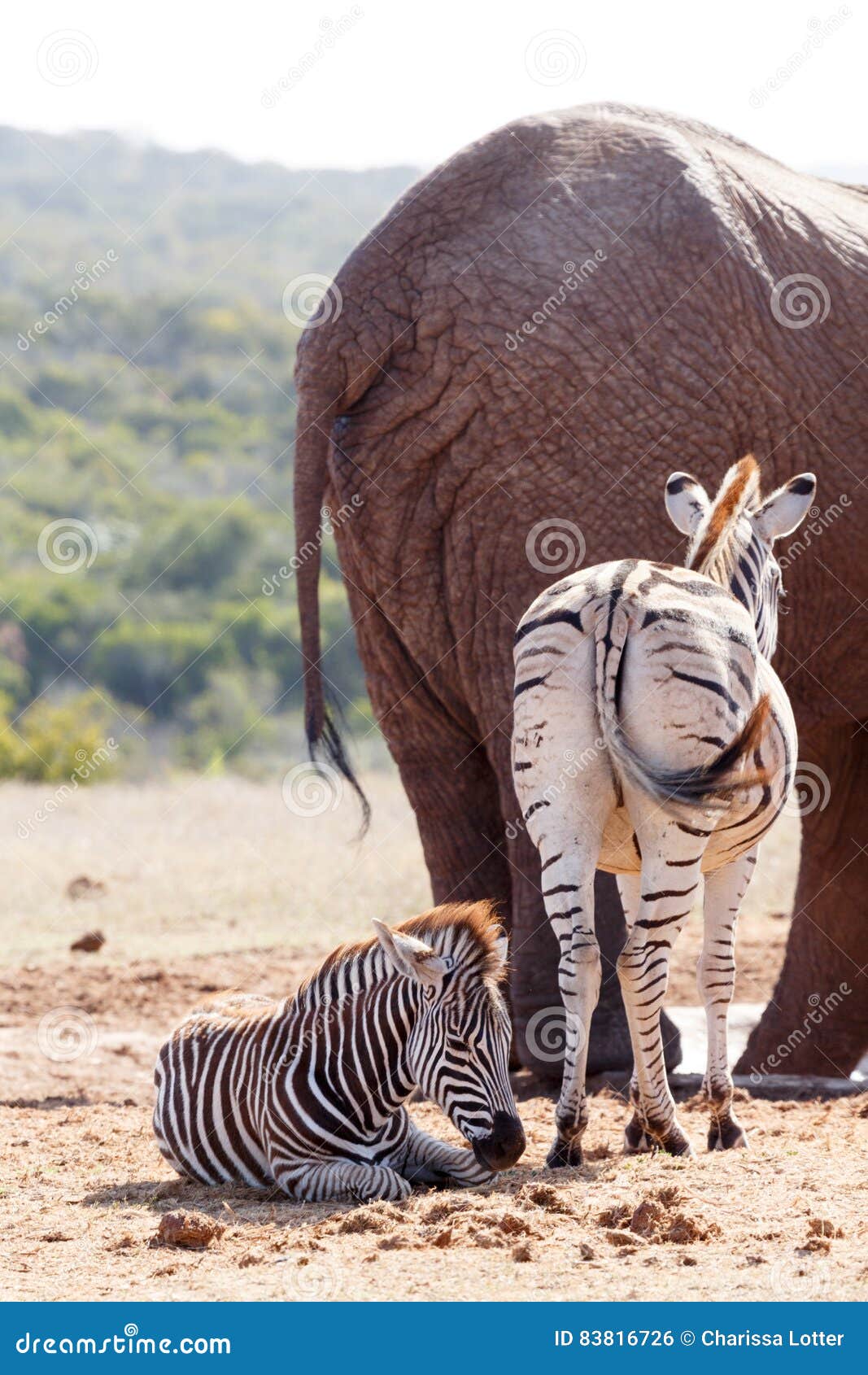 Baby Zebras Laying Down To Rest Stock Photo - Image of elephant, large ...