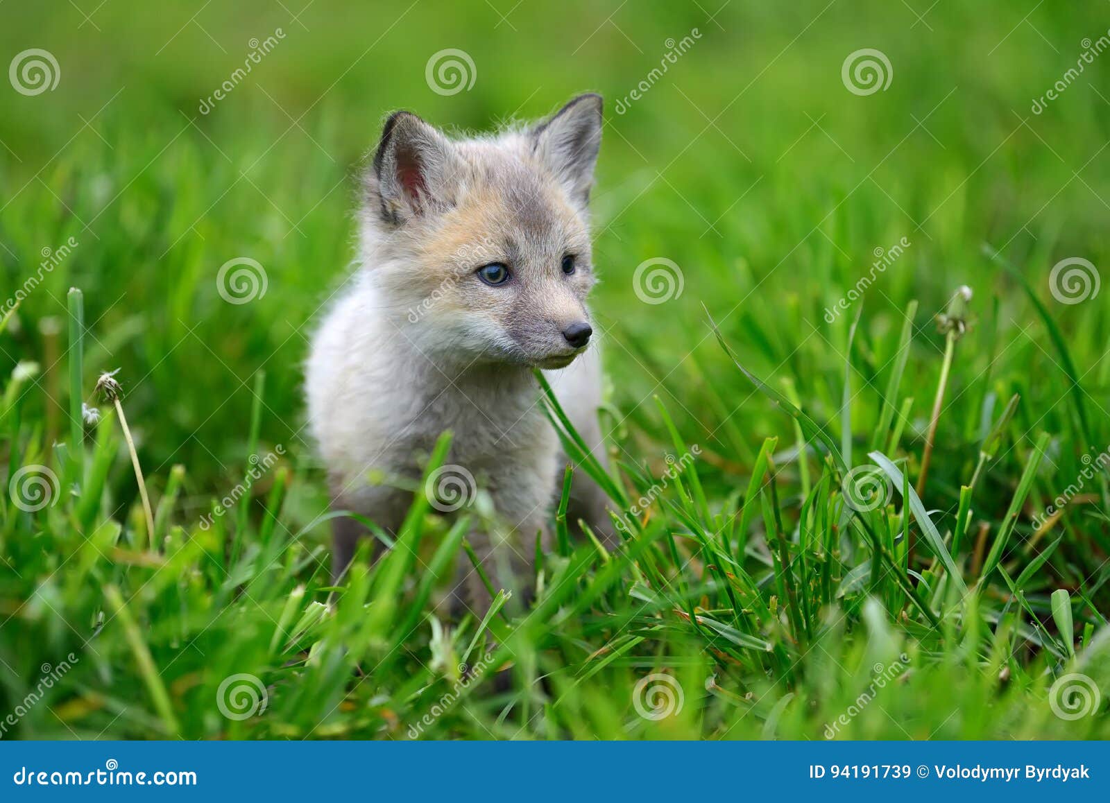 Baby zilveren vos stock afbeelding. Image of carnivoor - 94191739