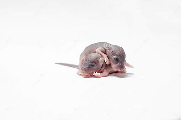 Baby zwei einer Maus stockfoto. Bild von nett, tiere - 51970904