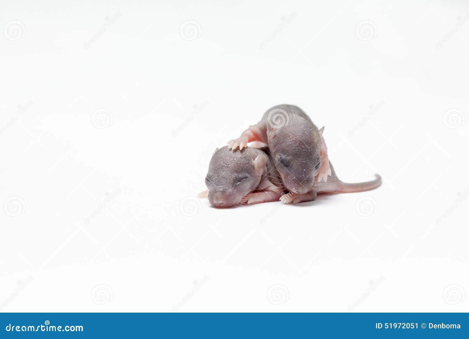 Baby zwei einer Maus stockbild. Bild von pelz, nave, nagetier - 51972051
