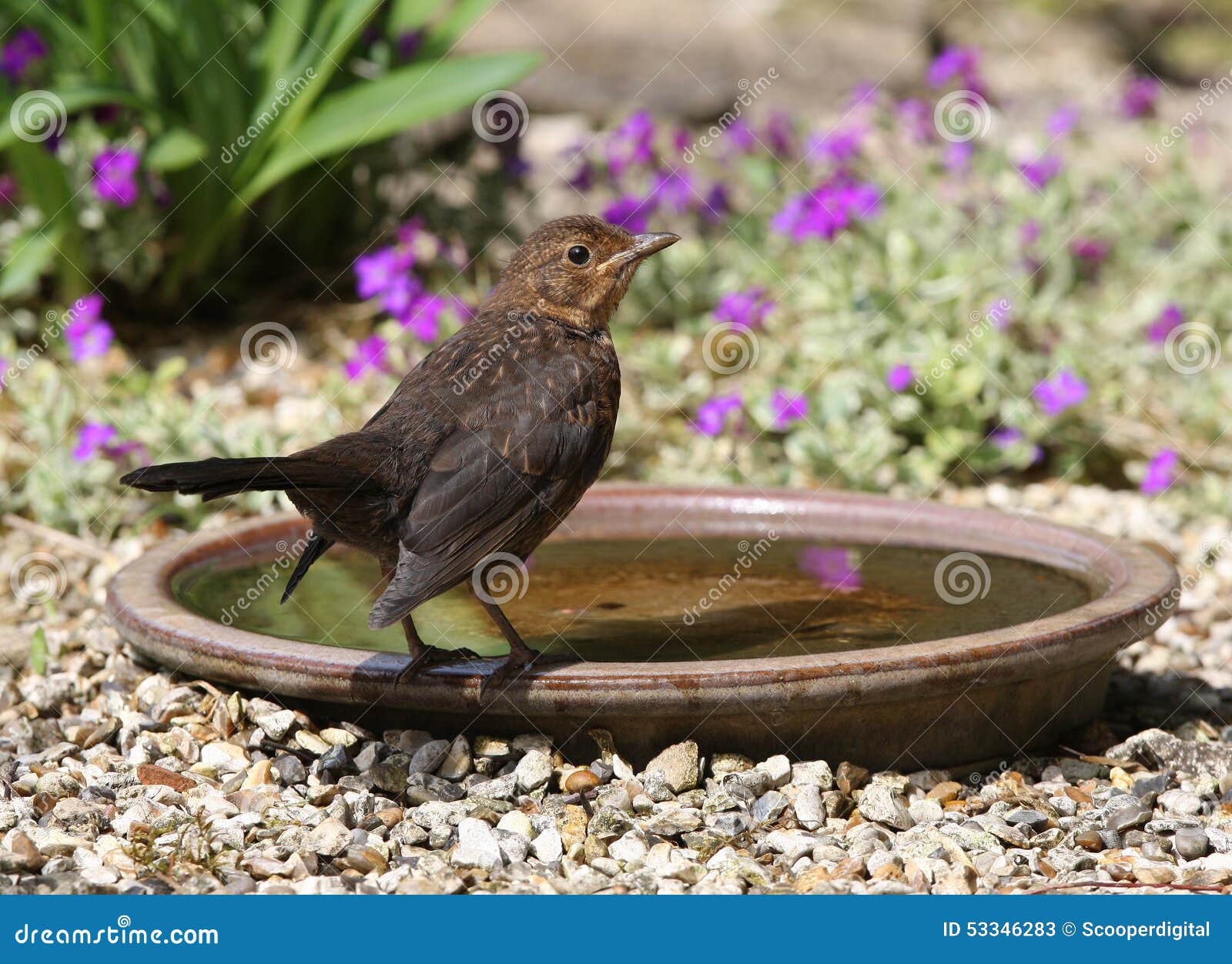 Babyamsel stockbild. Bild von wild, jung, vogel, frau - 53346283