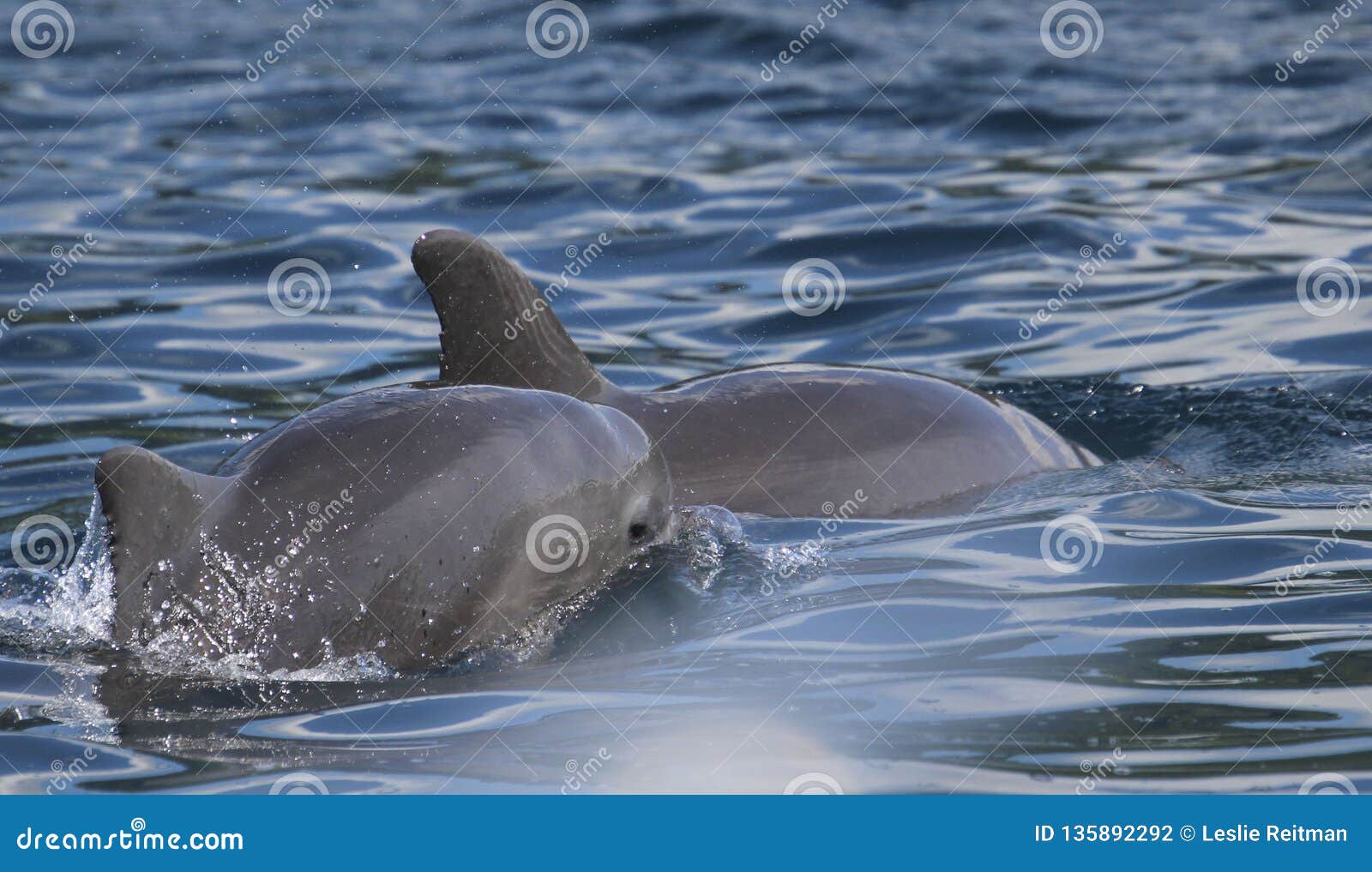Babydelphin und -mutter stockfoto. Bild von mütter, delphin - 135892292