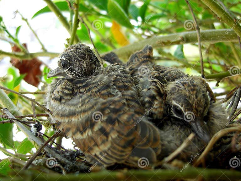 Babyduiven stock afbeelding. Image of dier, baby, duif - 39769479