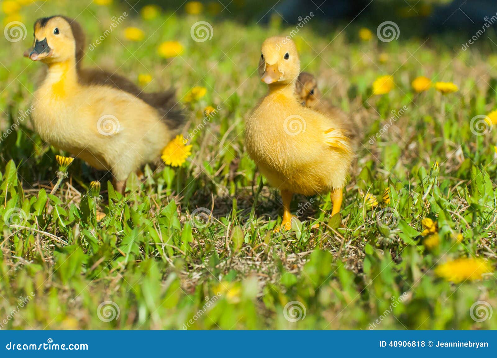 Babyenten stockfoto. Bild von geflügel, schätzchen, enten - 40906818