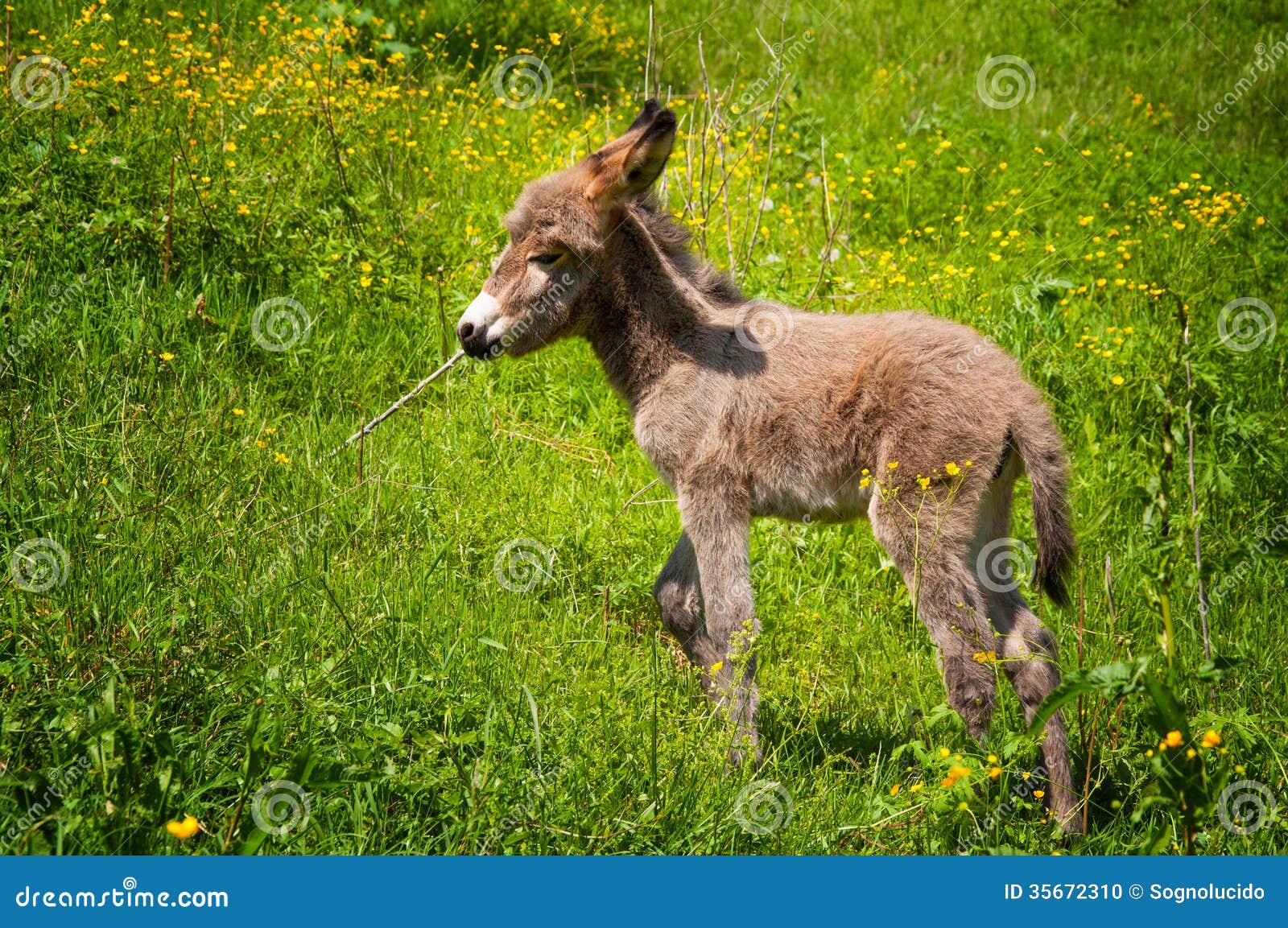 Babyesel in der Natur stockfoto. Bild von tier, wild - 35672310