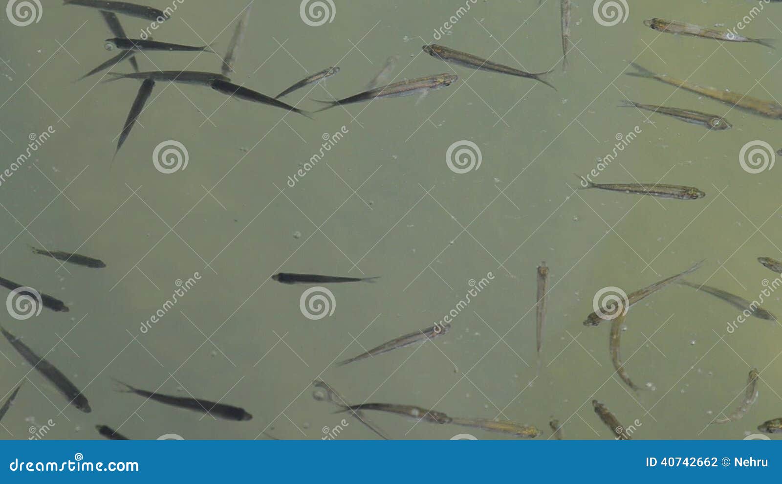 Babyfische Stockfilme – 5 Babyfische Stockvideos - Dreamstime