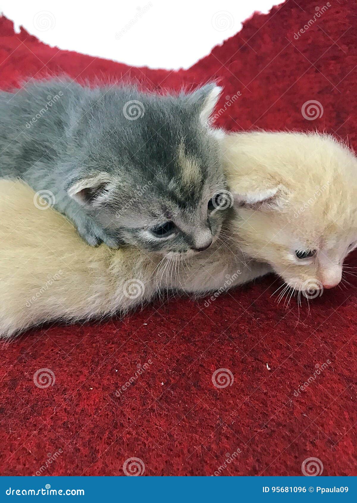 Babykatze stockfoto. Bild von schön, schätzchen, katze - 95681096