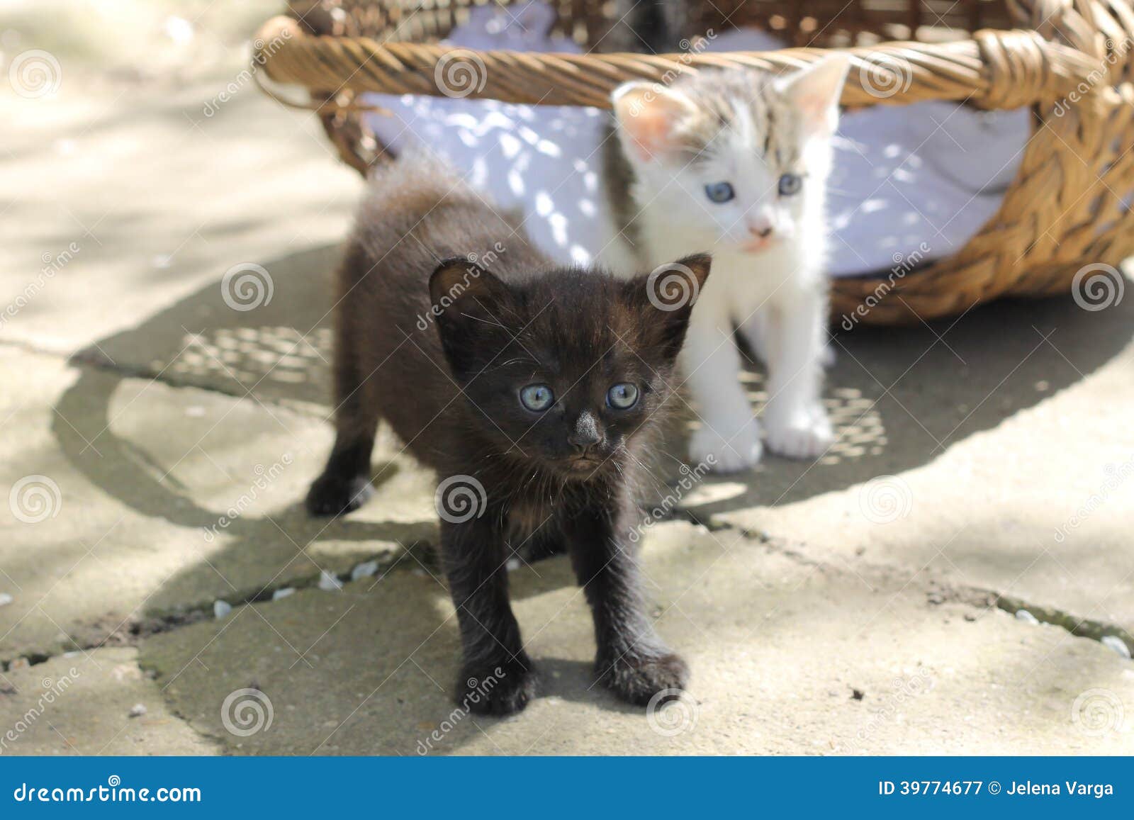 Babykatzen stockbild. Bild von haustiere, schwarzes, zwei - 39774677