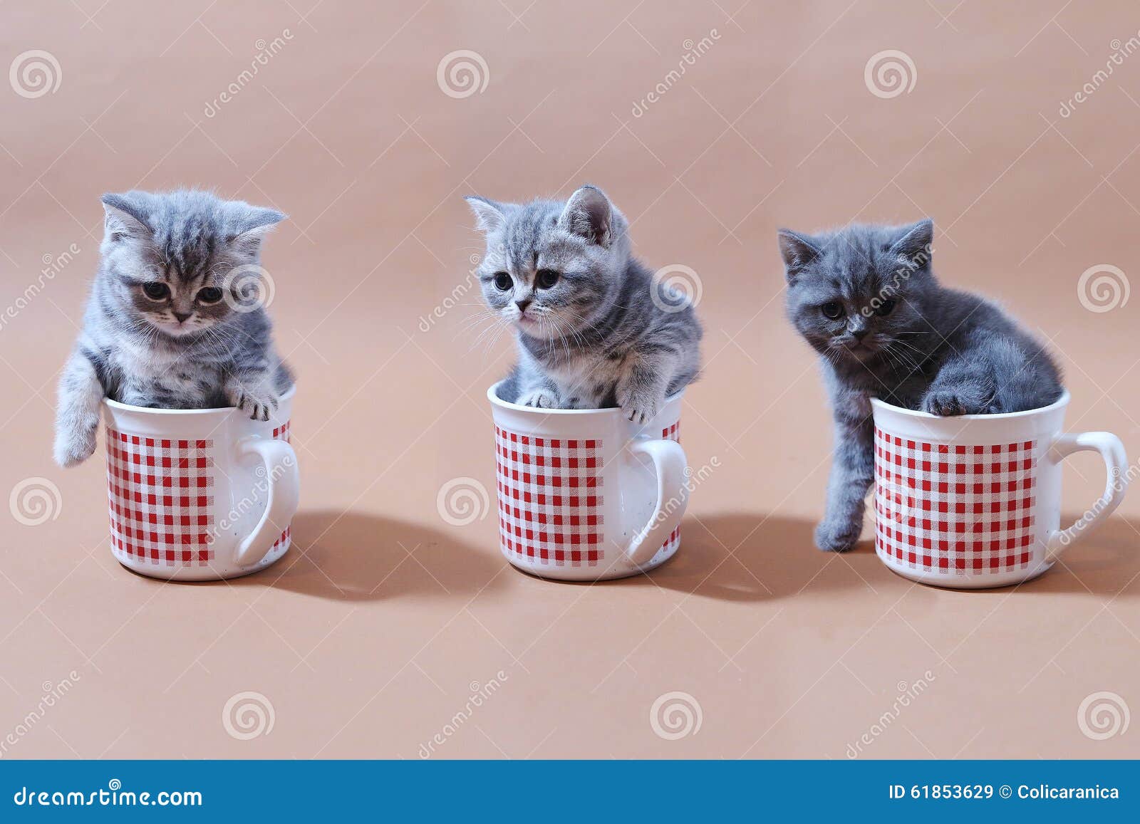 Babykatzen stockbild. Bild von tiere, streicheln, tier - 61853629