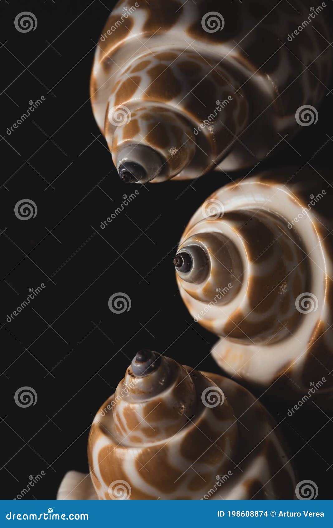 Babylon Snail Shell Macro Close Up Stock Photo - Image of natural, meal ...