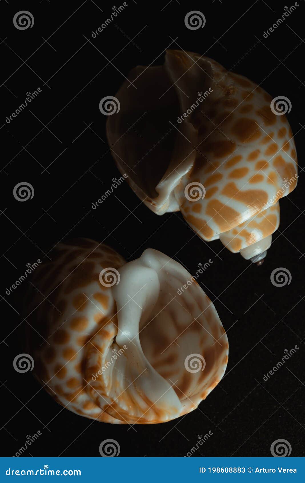 Babylon Snail Shell Macro Close Up Stock Image - Image of babylonia ...