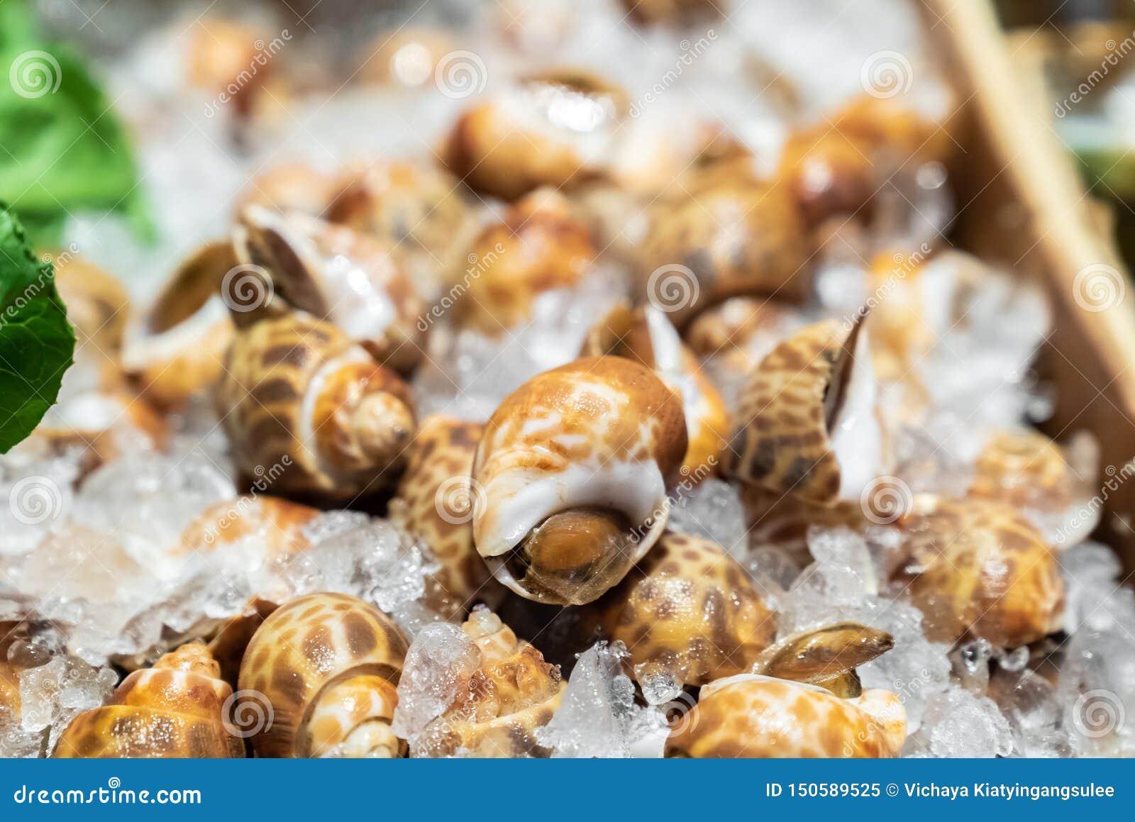 Babylon Snails Seafood on Ice Stock Image - Image of tasty, shellfish ...
