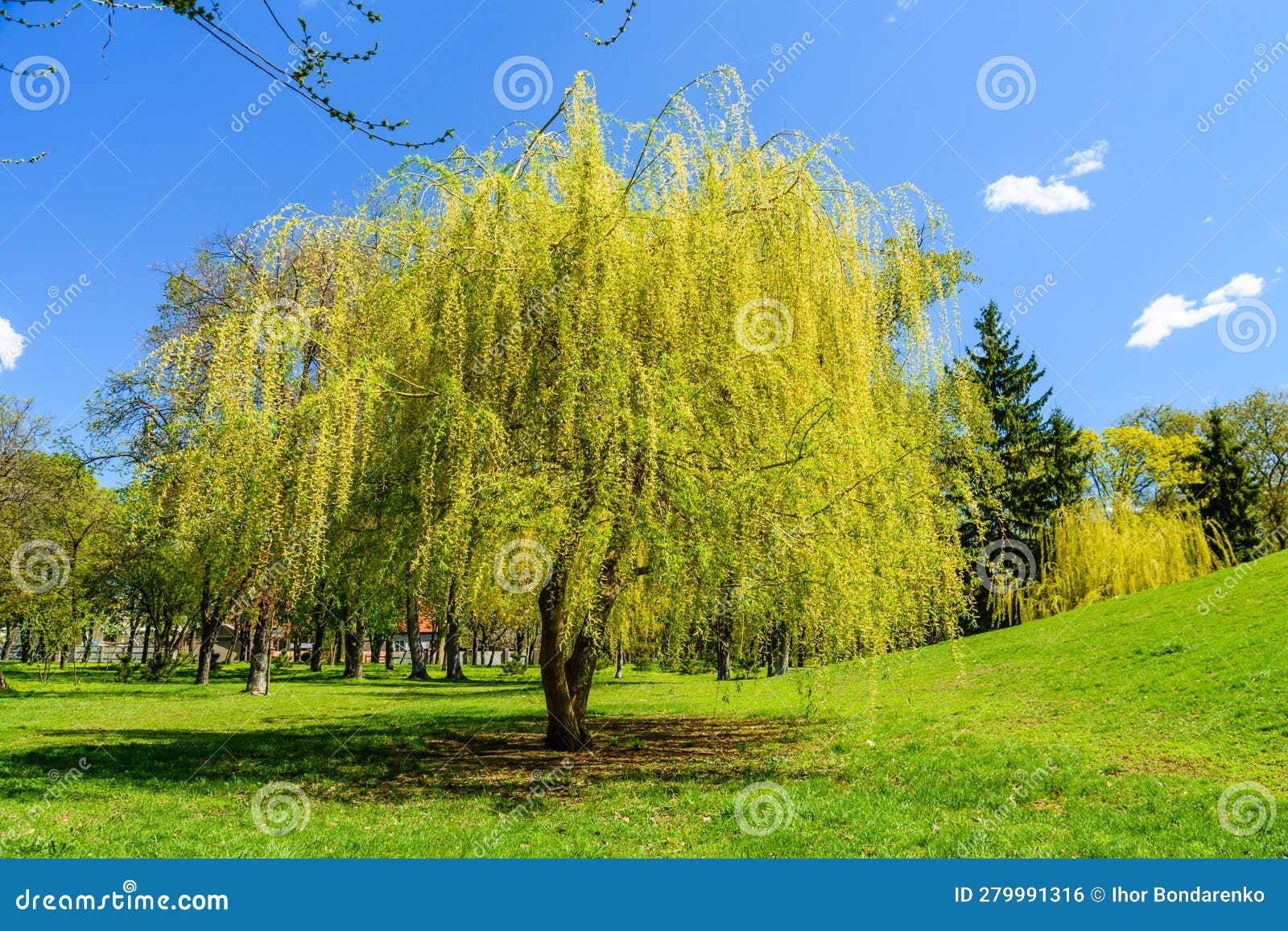 Babylon Willow (salix Babylonica) in a Pubkic Park on Spring Stock Photo - Image of idyllic ...