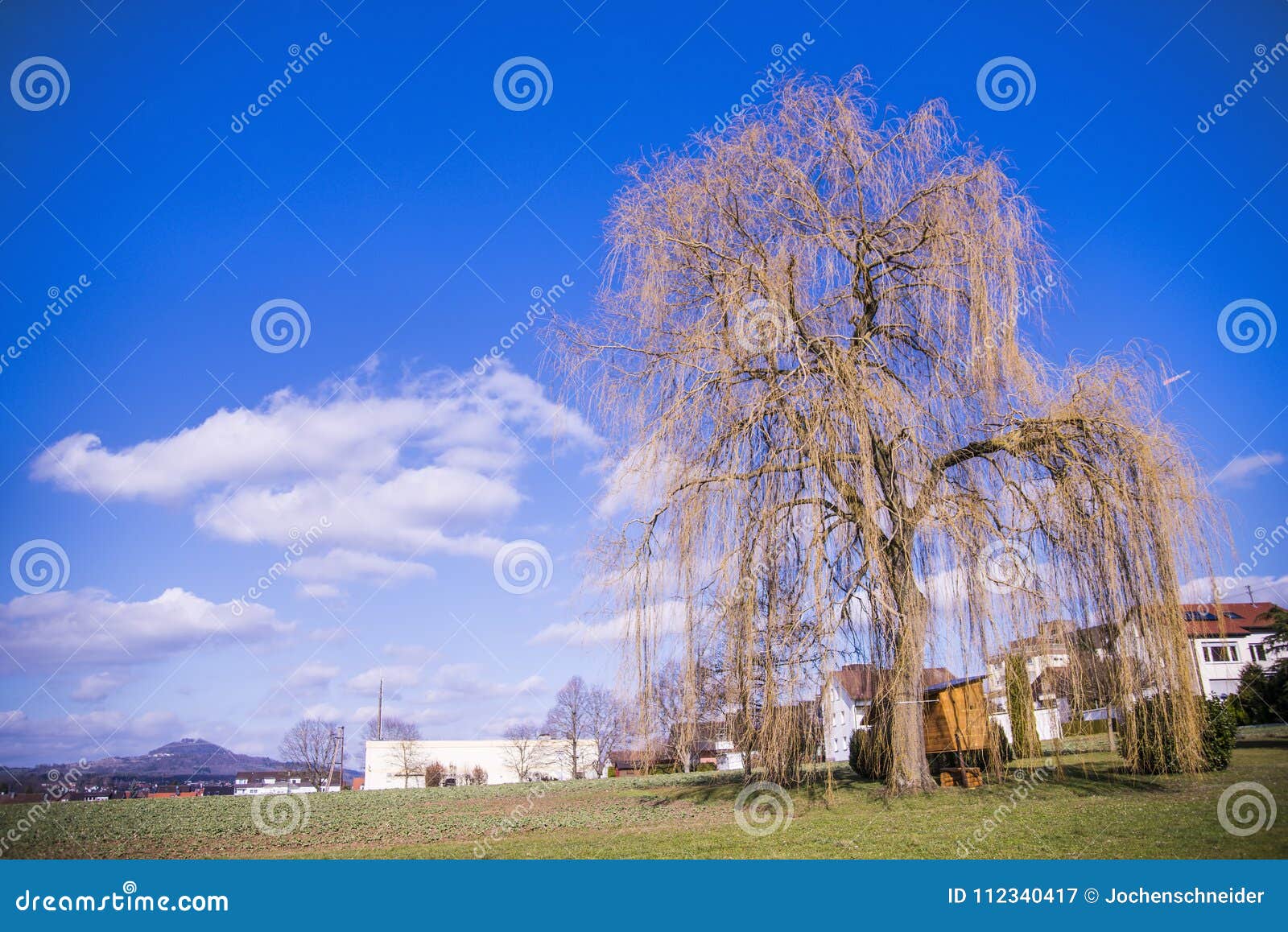 Babylon Willow Or Weeping Willow Tree With Light Green Pendulous ...