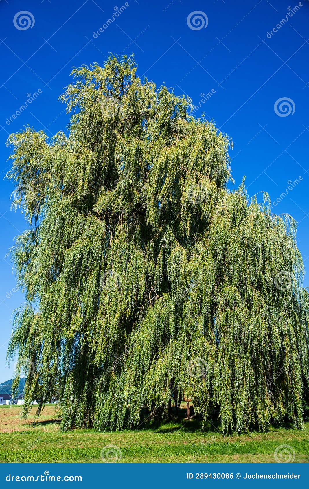 Babylon Willow Tree Royalty-Free Stock Photo | CartoonDealer.com #77404665