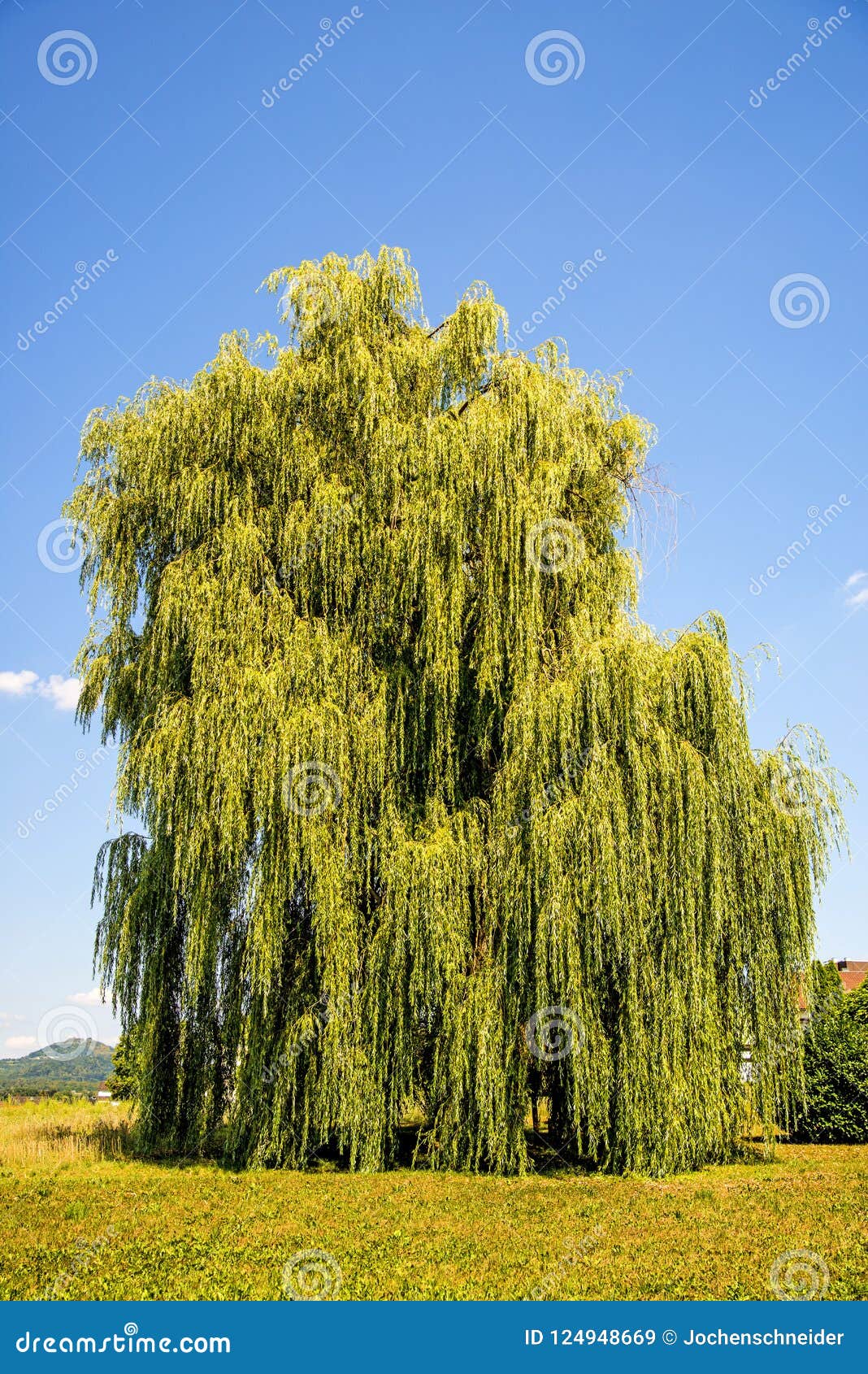 Babylon Willow Or Weeping Willow Tree With Light Green Pendulous ...