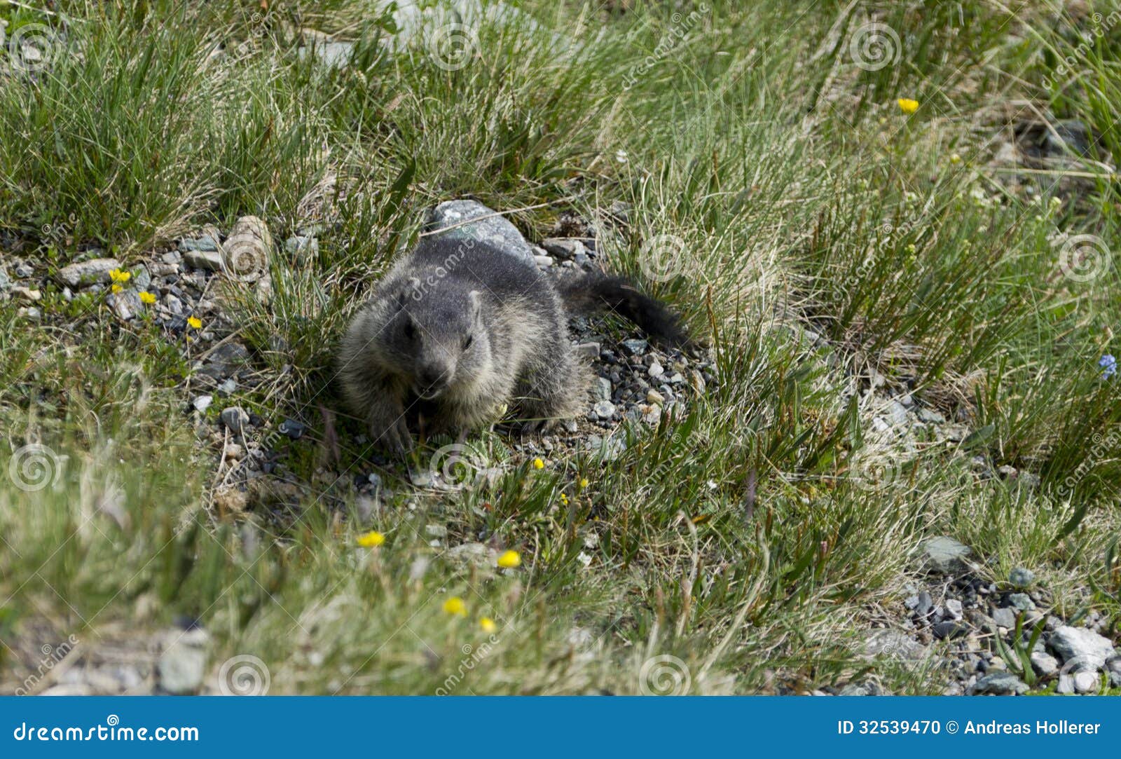 Babymarmot Murmeltier stock foto. Image of marmotten - 32539470
