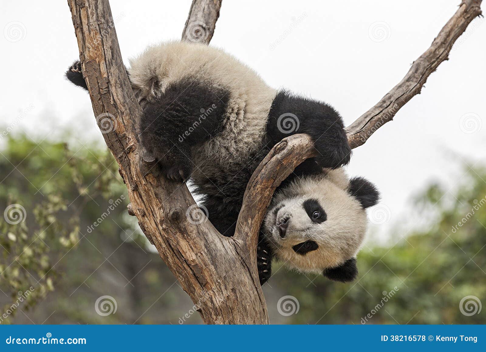 Babypanda stock foto. Image of dier, klimmen, wildernis - 38216578