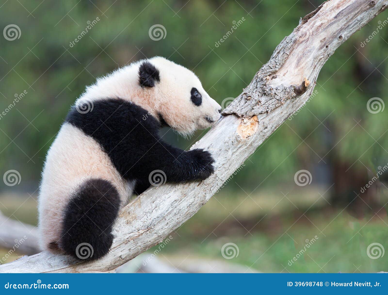 Babypanda Die Boom Beklimmen Stock Foto - Image of draag, boom: 39698748